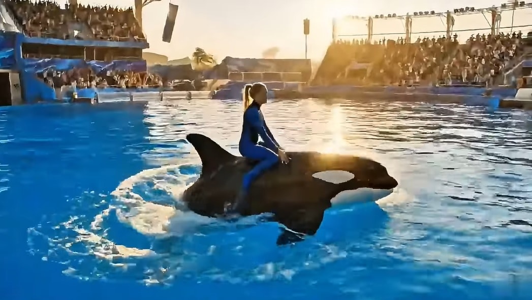 Jessica Dolphin Accident: The Viral Orca Attack Story That Fooled ...