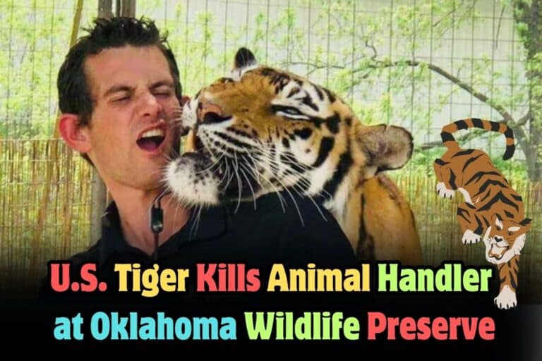 Jessica Dolphin Accident: The Viral Orca Attack Story That Fooled ...